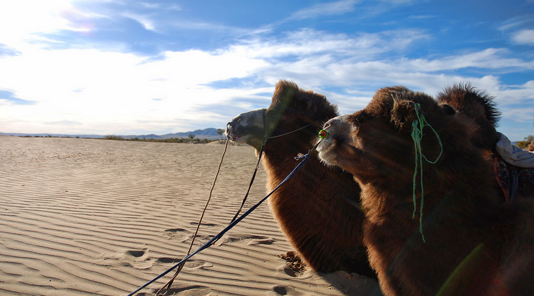 Kameelritjes in de Semi-Gobi - Els Kuiper